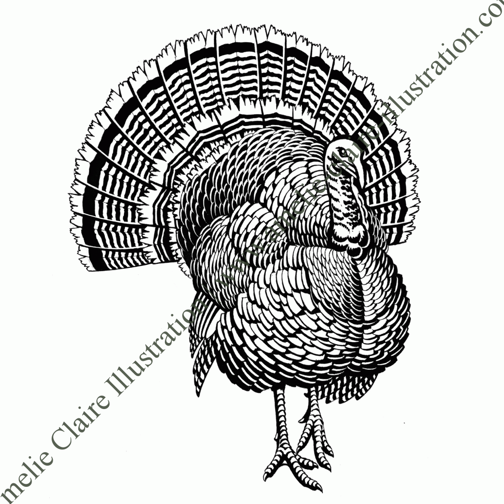 Dindon 2 - Amelie Claire illustration traditionnelle