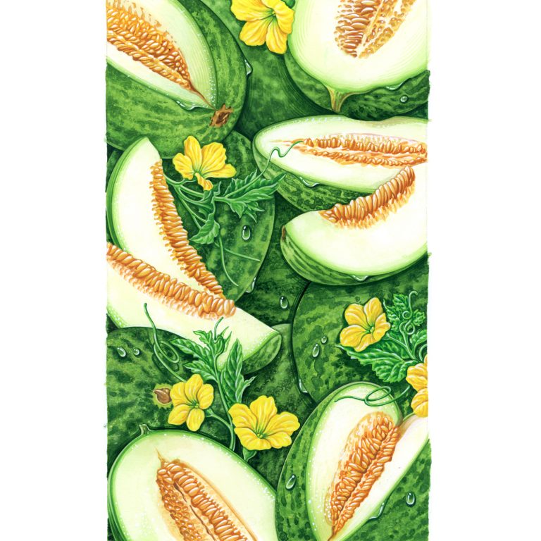 Composition melon d'eau - Amelie Claire illustration traditionnelle